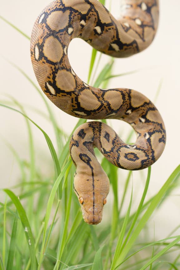 Reticulated Python, Boa Snake in the Grass, Boa Constrictor Snake on ...