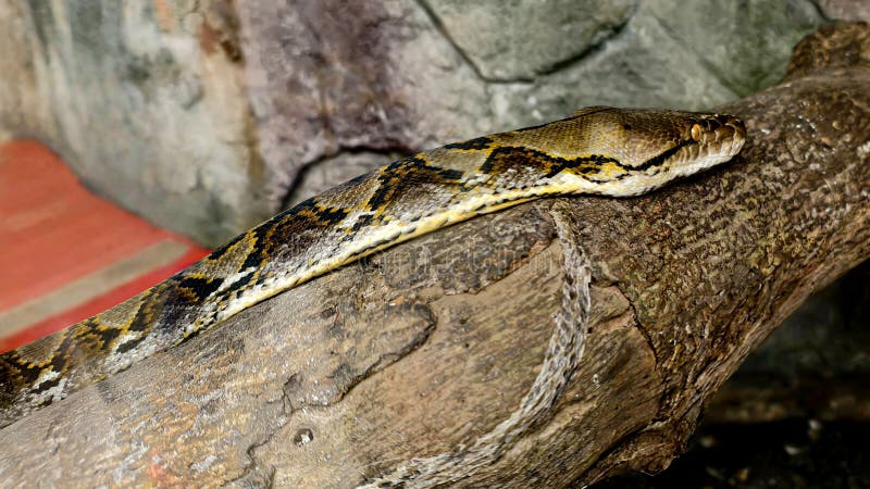Reticulated Python on a Branch Stock Photo - Image of bark, animal: 397007112