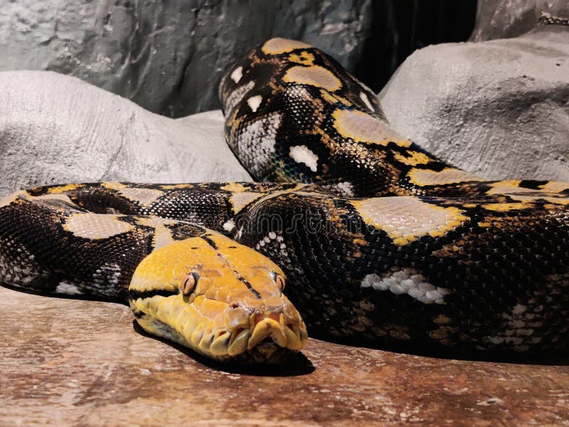 105 Camera Looking Viper Stock Photos - Free & Royalty-Free Stock ...