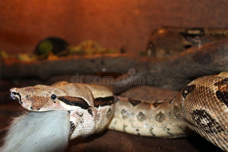 Reticulated Python Eat a Rat Stock Image - Image of reptiles, snake ...