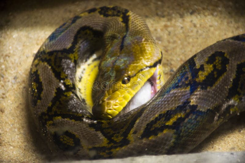Reticulated Python Eat White Rat in Cage at Public Park in Bangkok ...