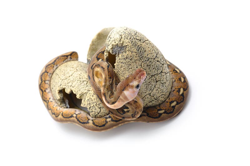 Reticulated Python Isolated on White Background Stock Image - Image of ...