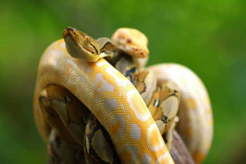 The Reticulated Python (Malayopython Reticulatus) Stock Image - Image ...