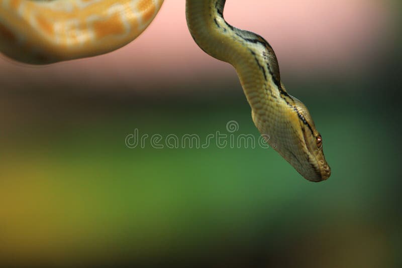 The Reticulated Python (Malayopython Reticulatus) Stock Photo - Image ...