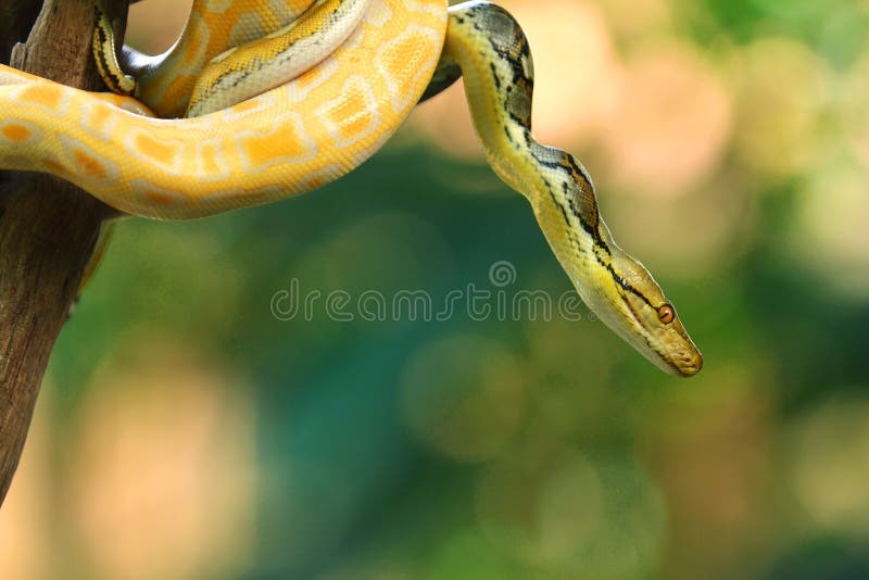 The Reticulated Python (Malayopython Reticulatus) Stock Photo - Image ...