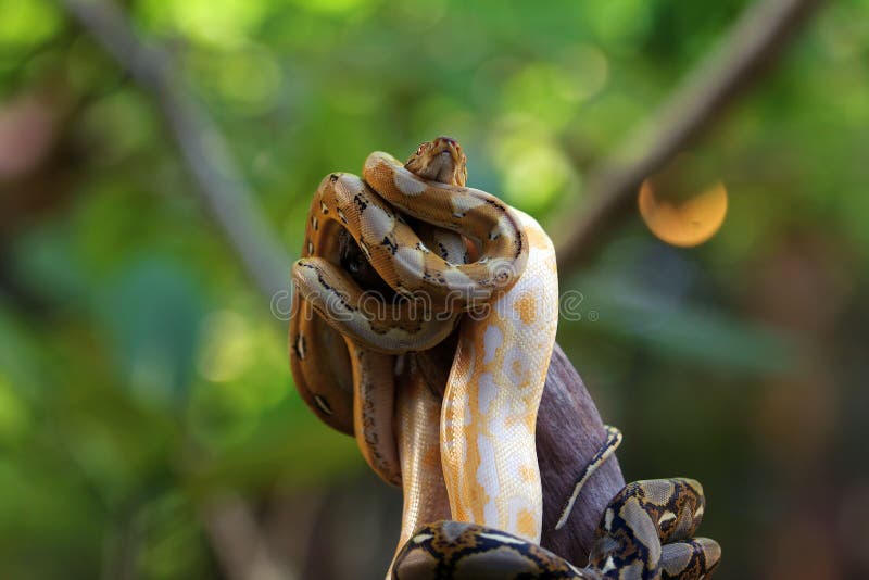 The Reticulated Python (Malayopython Reticulatus) Stock Photo - Image ...