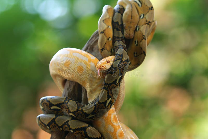 Longest Non Venomous Snake Stock Photos - Free & Royalty-Free Stock ...