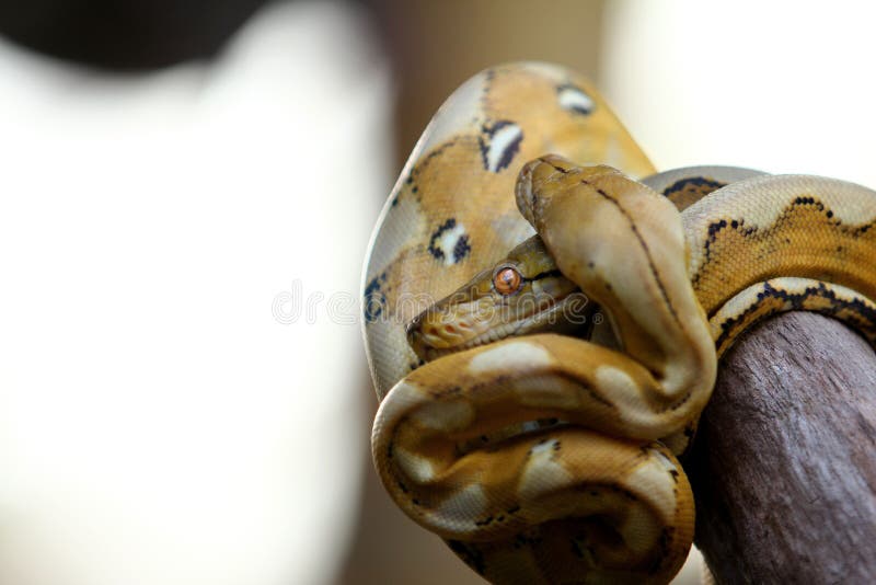 The Reticulated Python (Malayopython Reticulatus) Stock Photo - Image ...