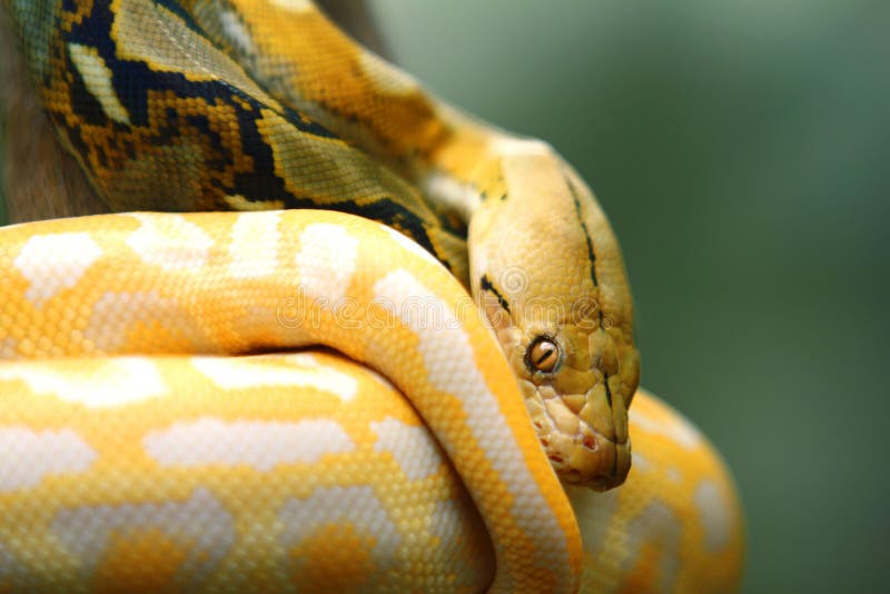 Longest Non Venomous Snake Stock Photos - Free & Royalty-Free Stock ...