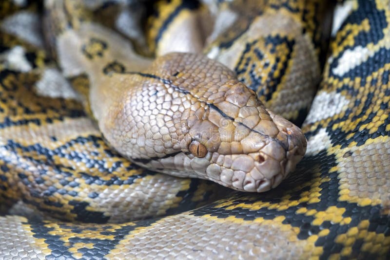Reticulated Python Malayopython Reticulatus Stock Photo - Image of ... Reticulated Python Malayopython Reticulatus Stock Photo - Image of ...