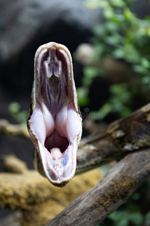 Reticulated Python Malayopython Reticulatus Snake Sometimes Known Royal ...