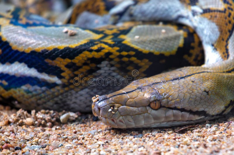 Reticulated Python (Malayopython Reticulatus) Spotted Outdoors Stock ...