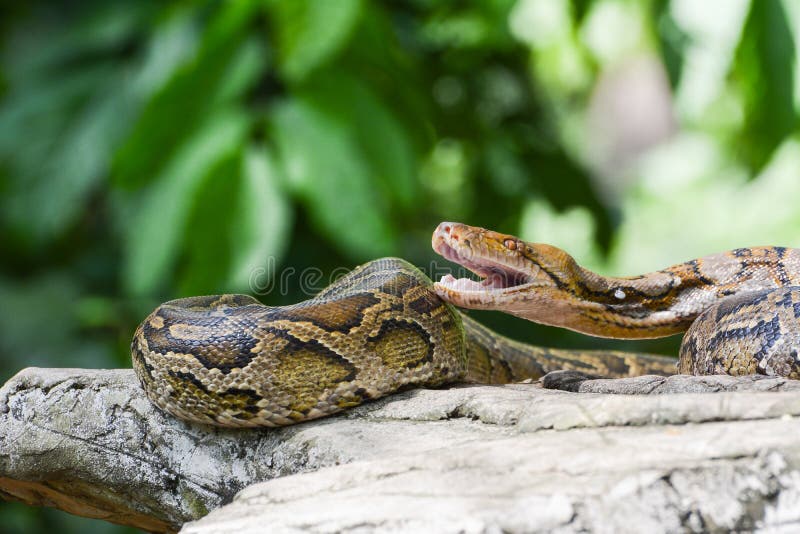 Reticulated Python (Python Reticulatus) Stock Photo - Image of natural ... Reticulated Python (Python Reticulatus) Stock Photo - Image of natural ...