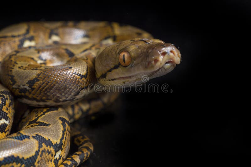 Reticulated Python Python Reticulatus Isolated on Black Stock Image ...