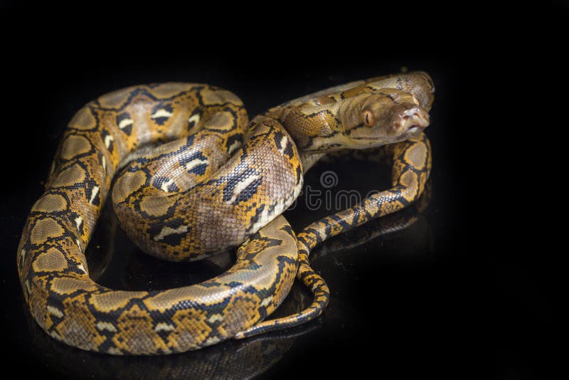 Reticulated Python Python Reticulatus Isolated on Black Stock Photo ...