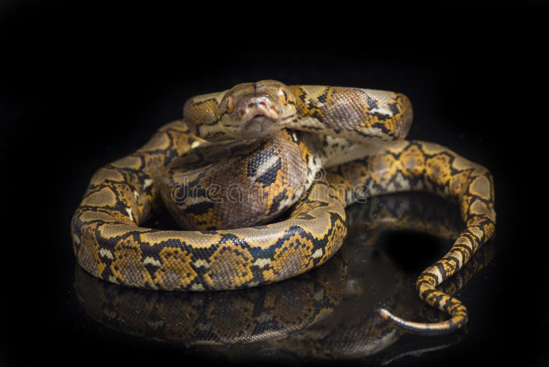 Reticulated Python Python Reticulatus Isolated on Black Stock Photo ...