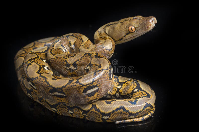 Reticulated Python Python Reticulatus Isolated on Black Stock Image ...