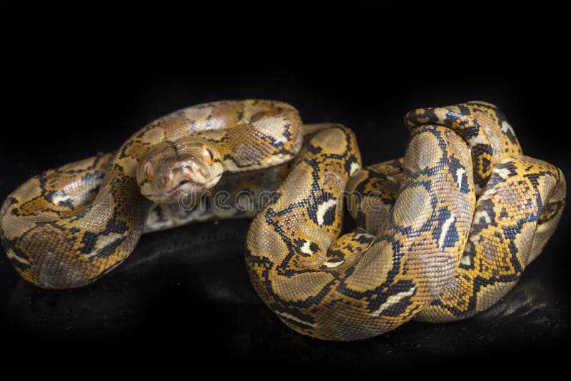 469 Reticulated Python Black Background Stock Photos - Free & Royalty ...
