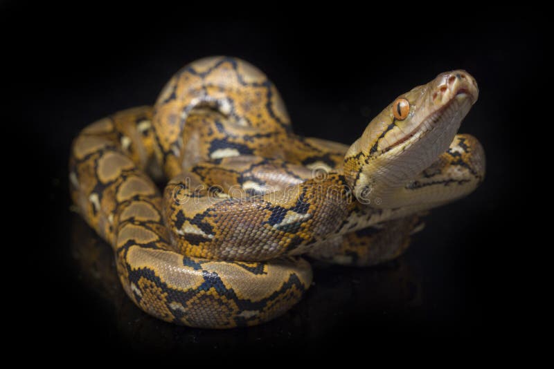 Reticulated Python Python Reticulatus Isolated On Black Stock Photo ...