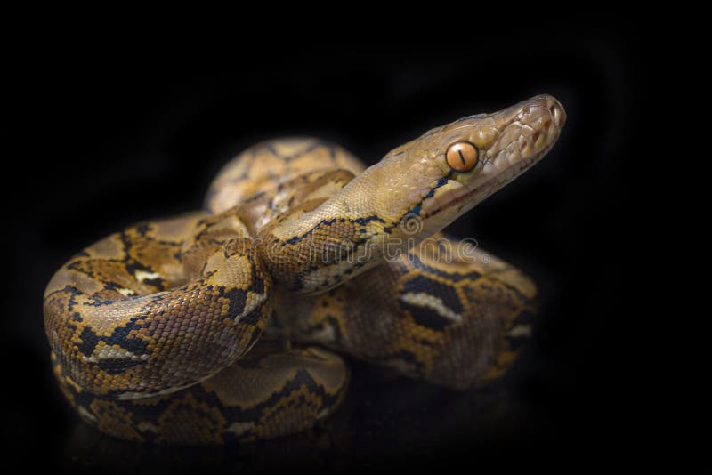Reticulated Python Python Reticulatus Isolated on Black Stock Photo ...