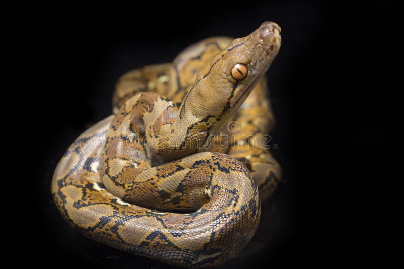 Reticulated Python Python Reticulatus Stock Photo - Image of indonesia ...