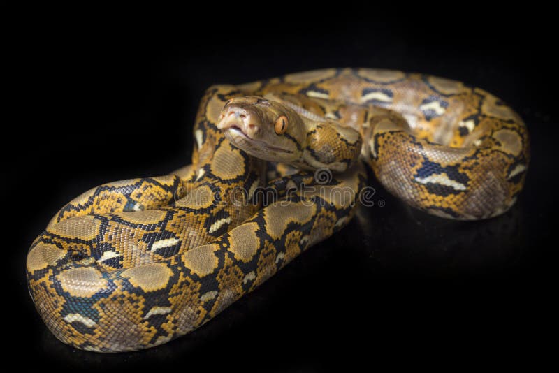 Reticulated Python Python Reticulatus Isolated on Black Stock Photo ...