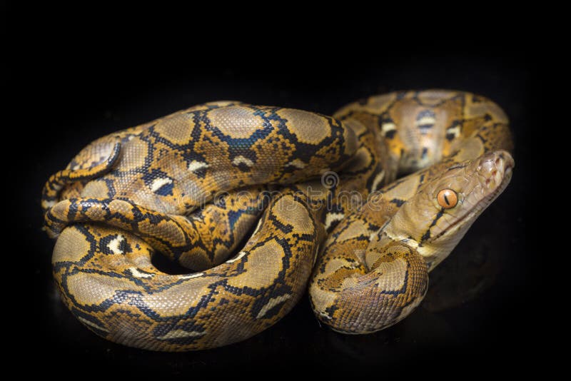 Reticulated Python Python Reticulatus Isolated on Black Stock Photo ...
