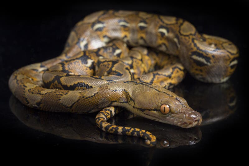 Reticulated Python Python Reticulatus Isolated On Black Stock Photo ...