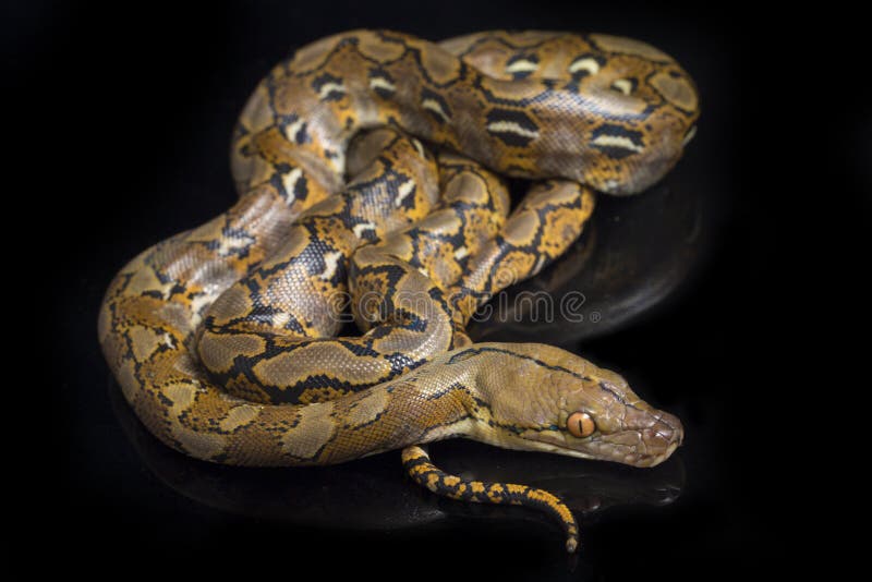 Reticulated Python Python Reticulatus Isolated on Black Stock Photo ...