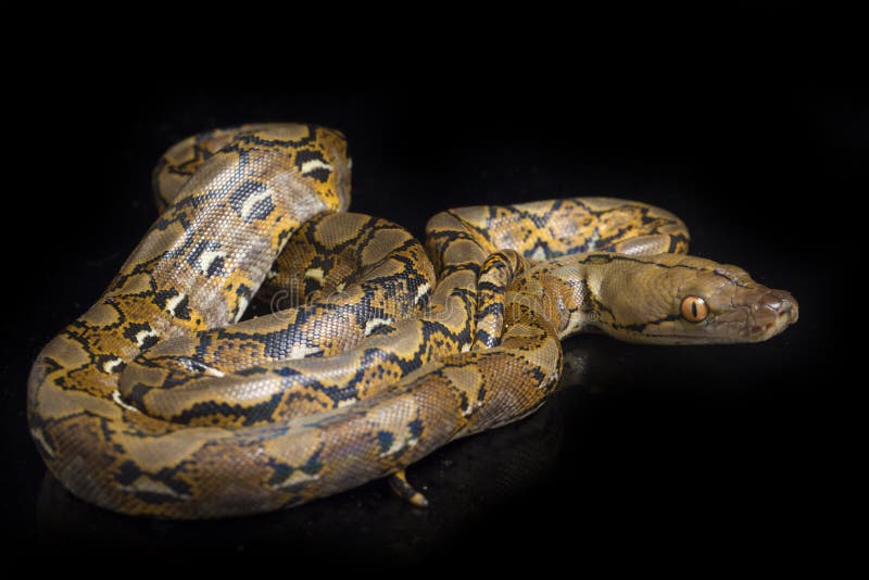 Reticulated Python Python Reticulatus Isolated on Black Stock Image ...