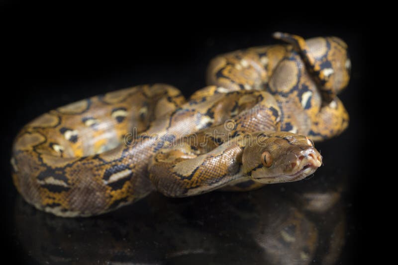 Reticulated Python Python Reticulatus Isolated On Black Stock Image ...