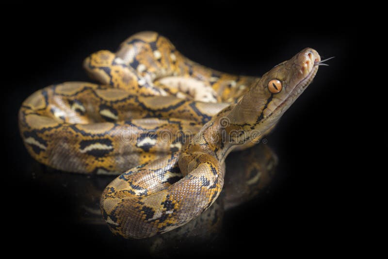 Reticulated Python Python Reticulatus Stock Photo - Image of closeup ...