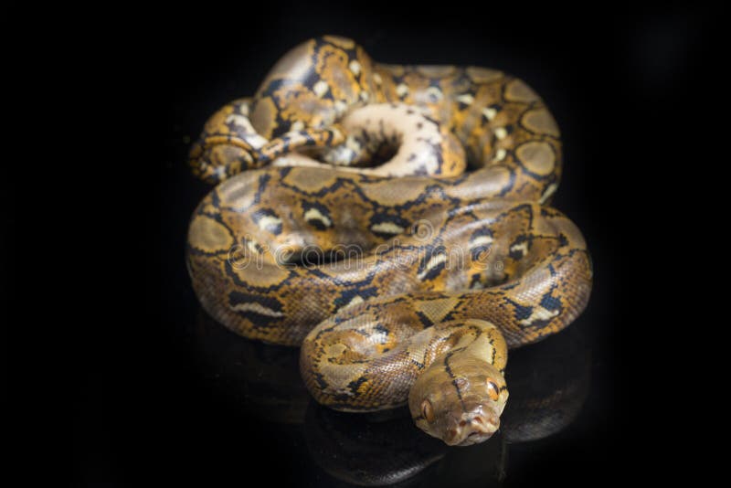 Reticulated Python Python Reticulatus Isolated on Black Stock Photo ...