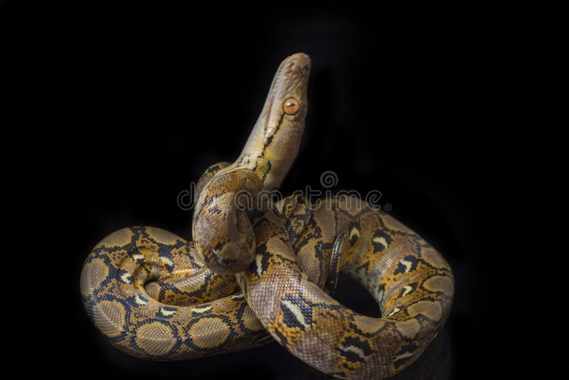 469 Reticulated Python Black Background Stock Photos - Free & Royalty ...