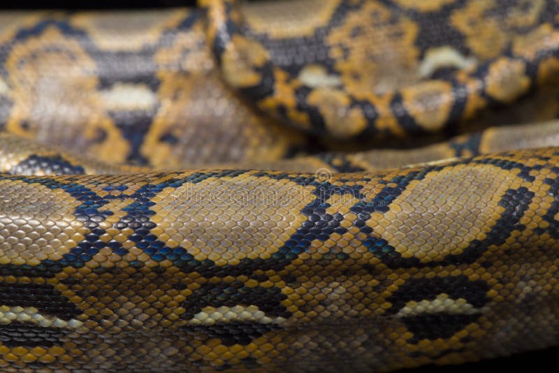 Reticulated Python Python Reticulatus Isolated on Black Stock Photo ...