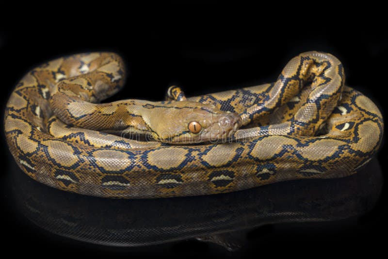 Reticulated Python Python Reticulatus Isolated on Black Stock Image ...