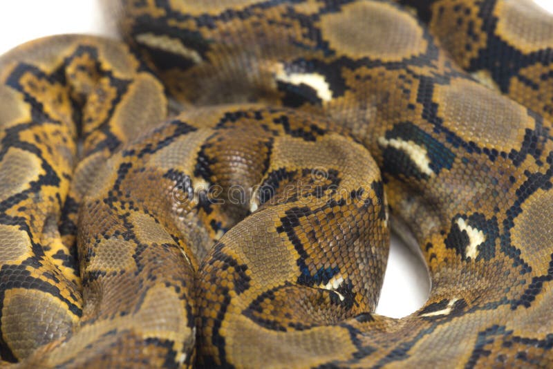 Reticulated Python Python Reticulatus Isolated On Black Stock Image ...