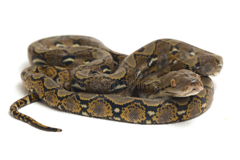Reticulated Python Python Reticulatus Isolated on White Stock Image ...