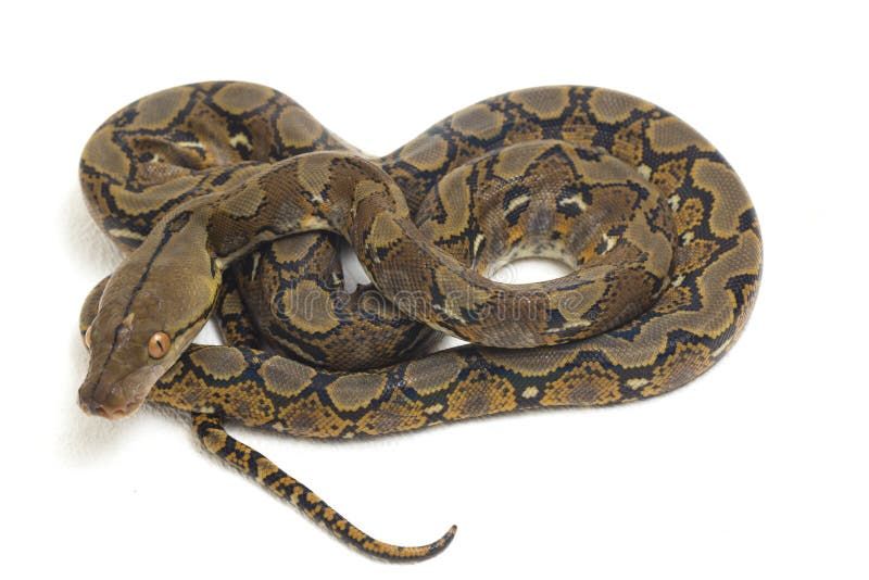 469 Reticulated Python White Background Stock Photos - Free & Royalty ...