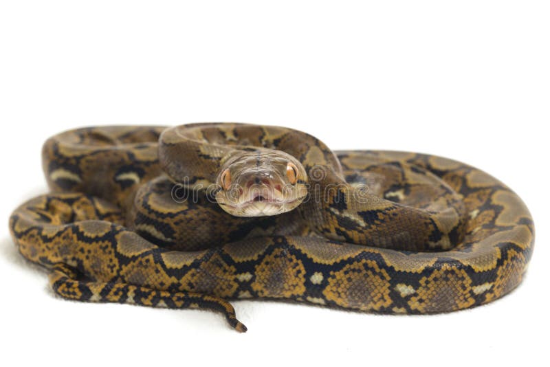 Reticulated Python Python Reticulatus Isolated on White Stock Photo ...