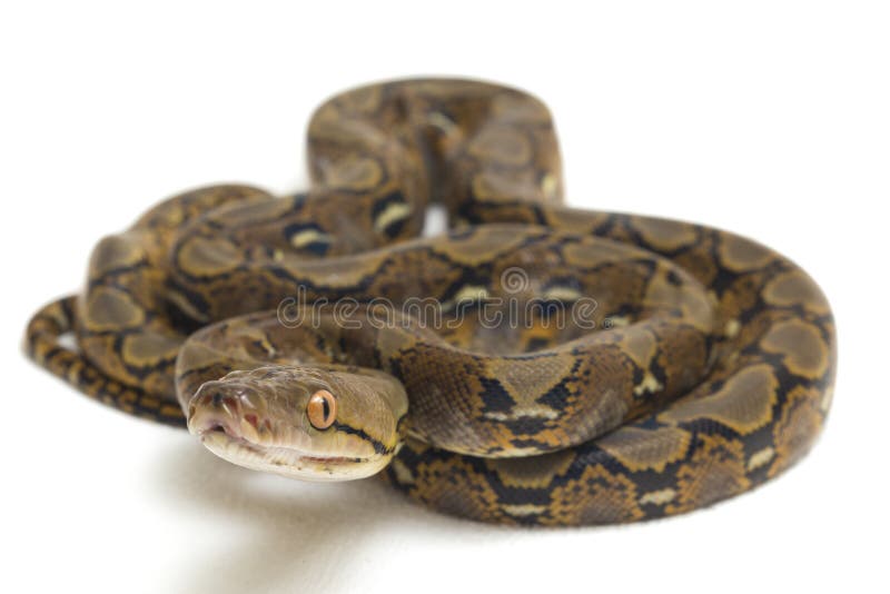Reticulated Python Python Reticulatus Isolated on White Stock Photo ...