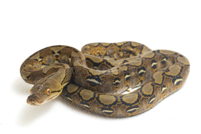 Reticulated Python Python Reticulatus Stock Photo - Image of east, asia ...