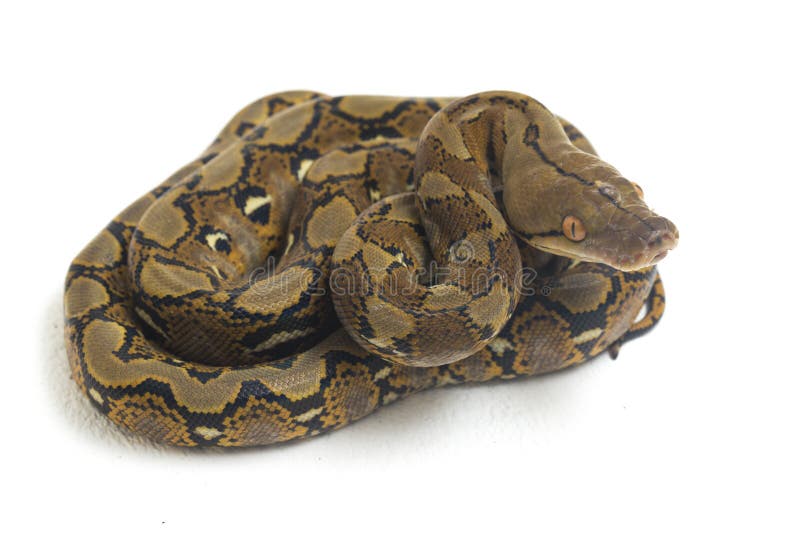 Reticulated Python Python Reticulatus Isolated on White Stock Image ...
