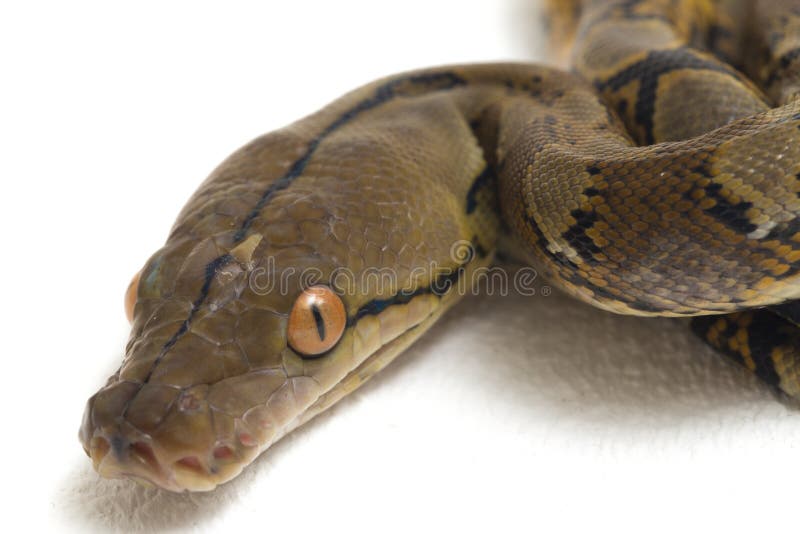 Reticulated Python Python Reticulatus Isolated on White Stock Photo ...