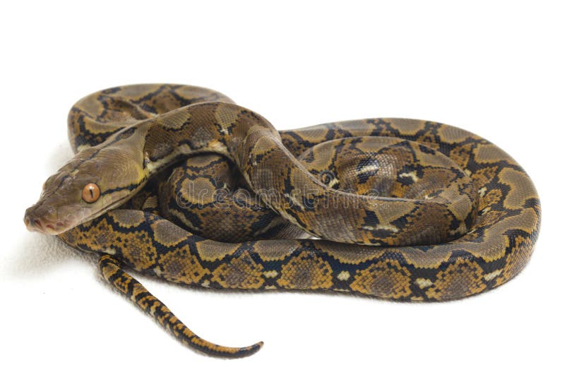Reticulated Python Python Reticulatus Isolated On White Stock Image ...