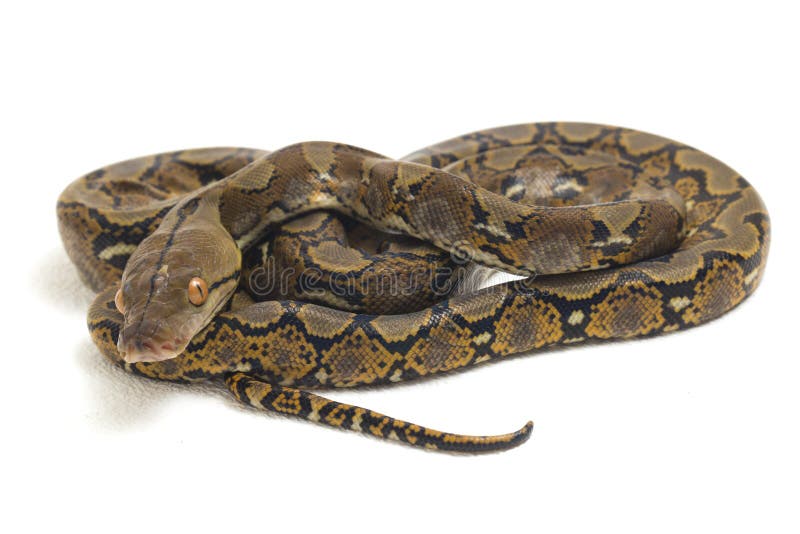Reticulated Python Python Reticulatus Isolated On Black Stock Photo ...