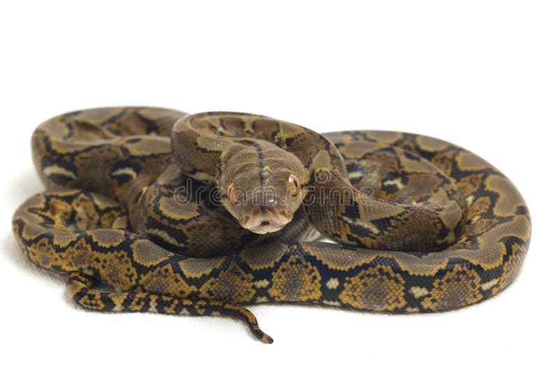Reticulated Python Python Reticulatus Isolated on Black Stock Photo ...