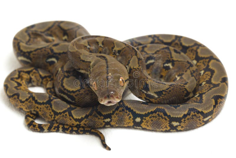 Reticulated Python Python Reticulatus Isolated on White Stock Image ...