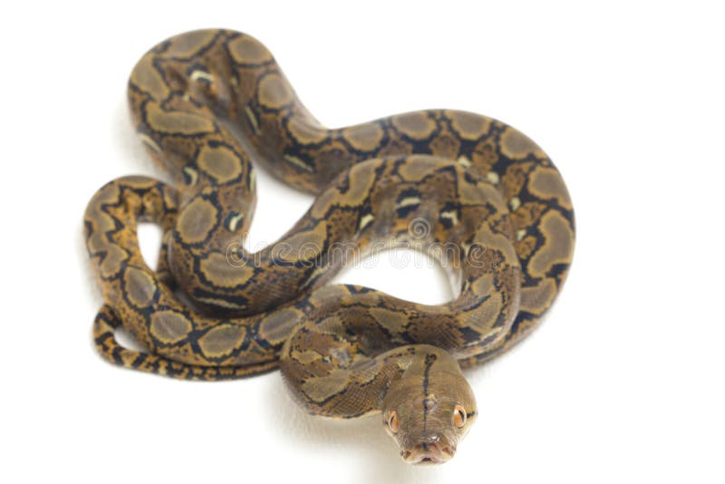Reticulated Python Python Reticulatus Isolated On Black Stock Photo ...