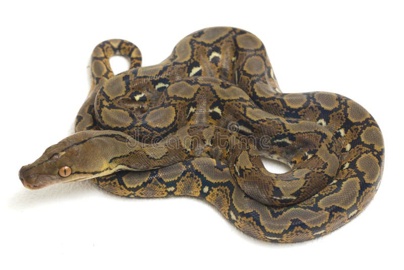 Reticulated Python Python Reticulatus Isolated on White Stock Photo ...